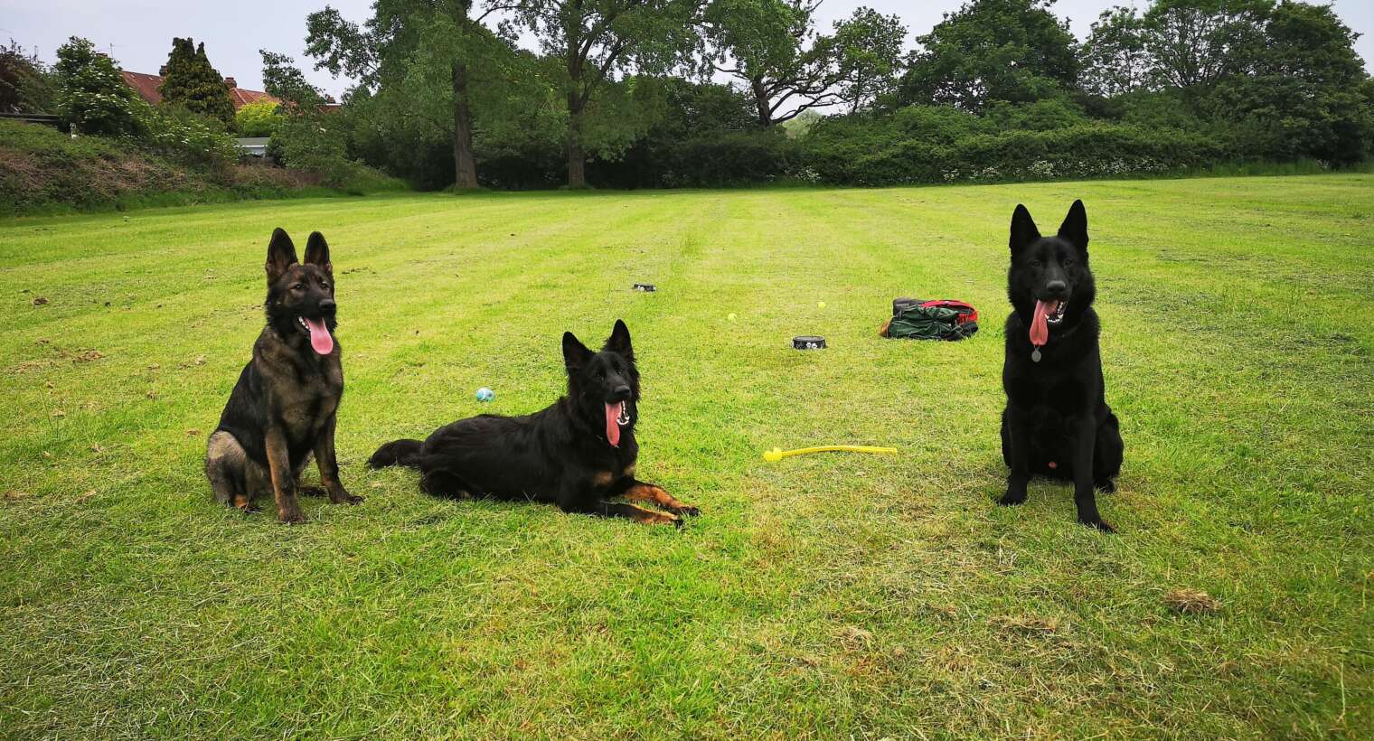 Dog Drives - What and Why do they have them? - Shaba K9 | Dog Trainer ...