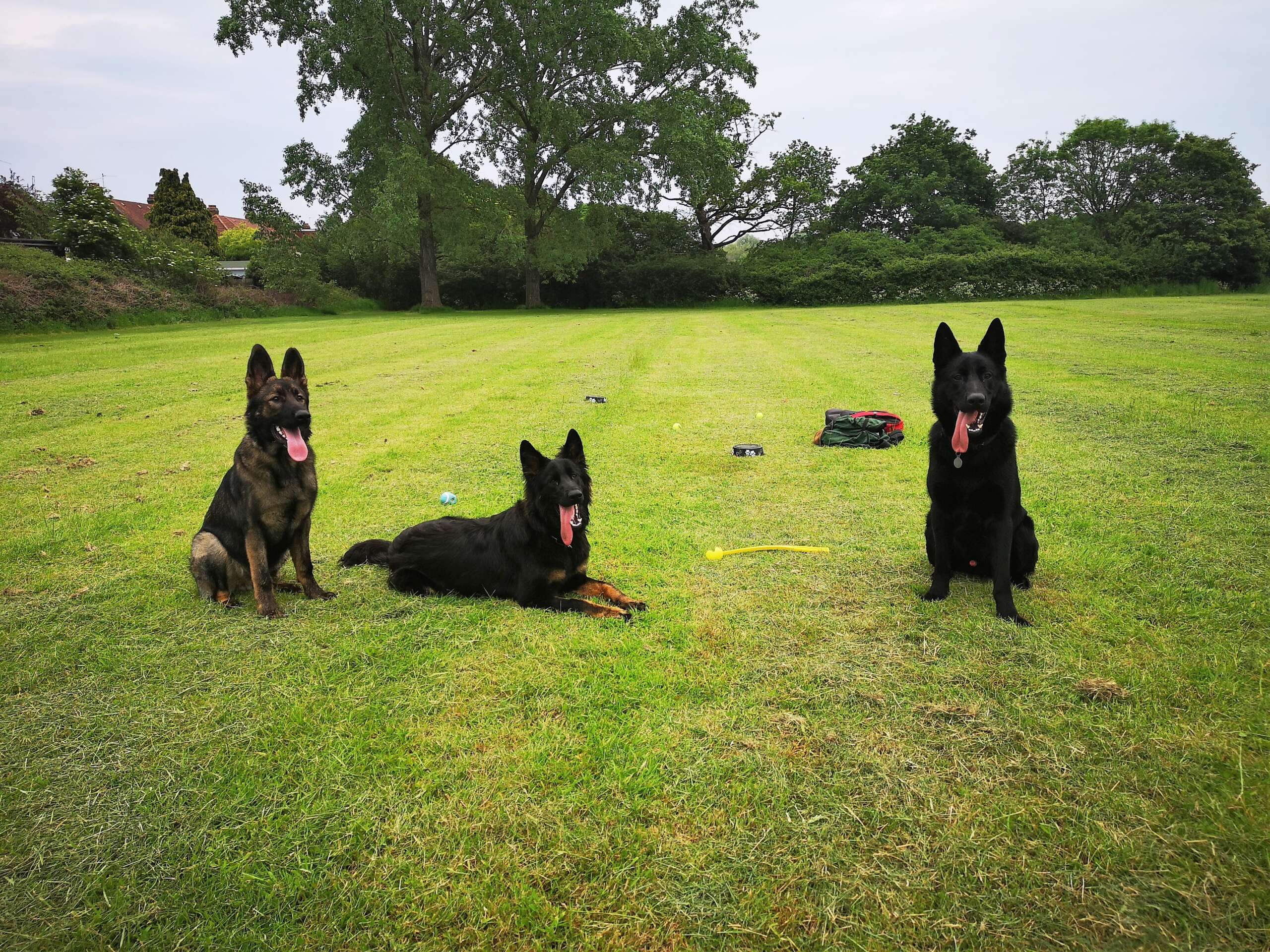 Dog Drives - What and Why do they have them? - Shaba K9 | Dog Trainer ...